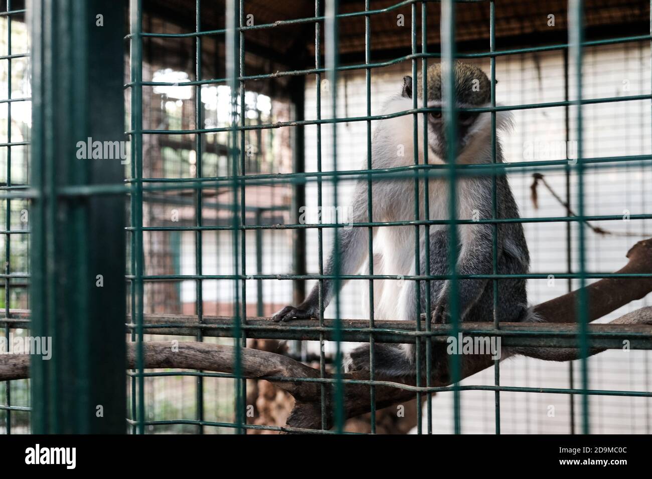 Sad monkey looking at tourists and visitors with sad eyes. Held captive ...