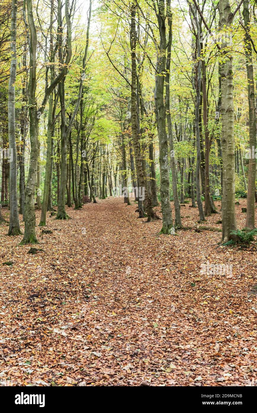 Portrait image of colourful autumn leaves covering forest floor and ...