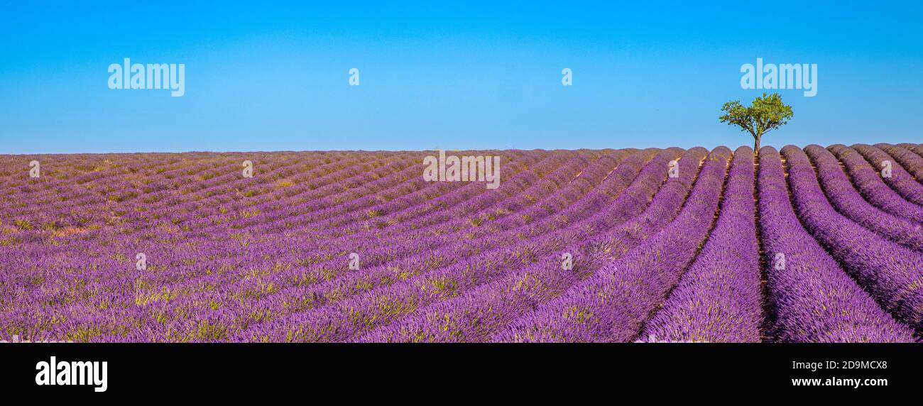 Lavender flower blooming fields endless rows. Valensole Provence ...