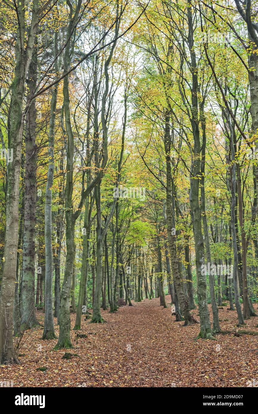 Portrait image of colourful autumn leaves covering forest floor and ...