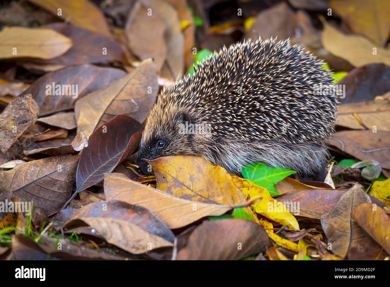 Common hedgehog. Foraging in autumn leaves Stock Photo - Alamy