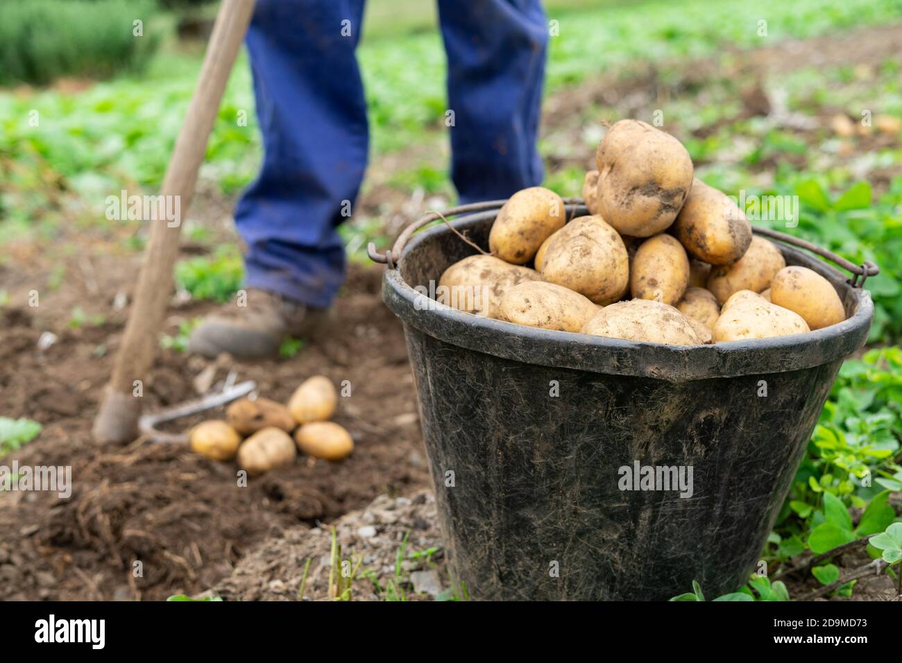 Man with bucket full of freshly harvested potatoes Agricultural concept ...