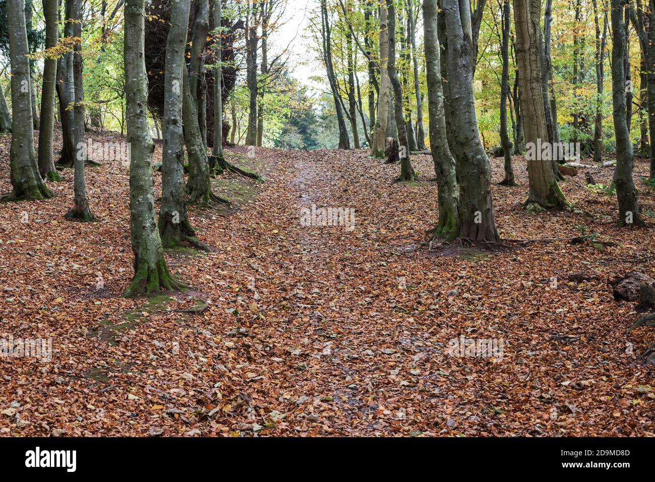 Deciduous Forest Floor High Resolution Stock Photography and Images - Alamy