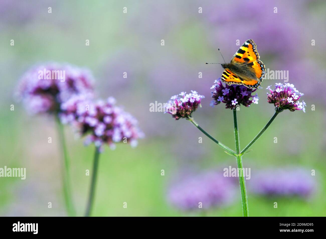Butterfly full view hi-res stock photography and images - Alamy