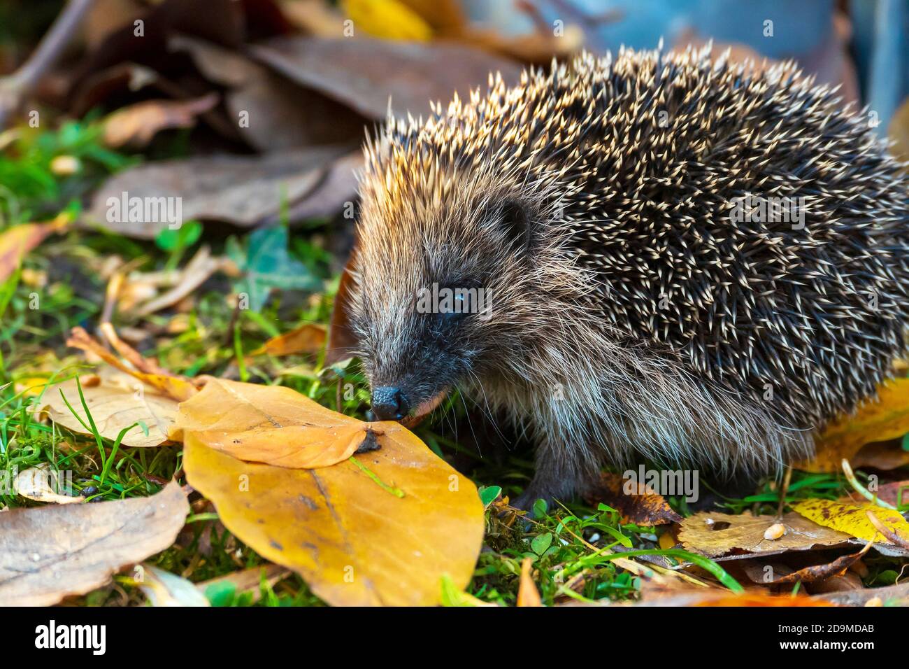 Common hedgehog. Foraging in autumn leaves Stock Photo - Alamy