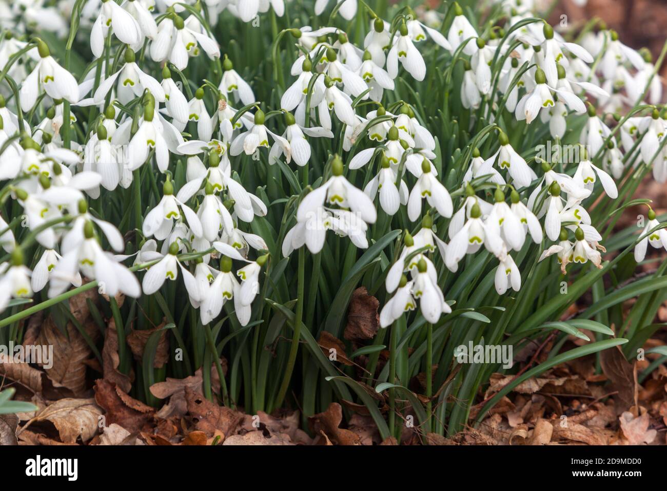 Galanthus clump snowdrops spring garden snowdrop flowers Stock Photo ...