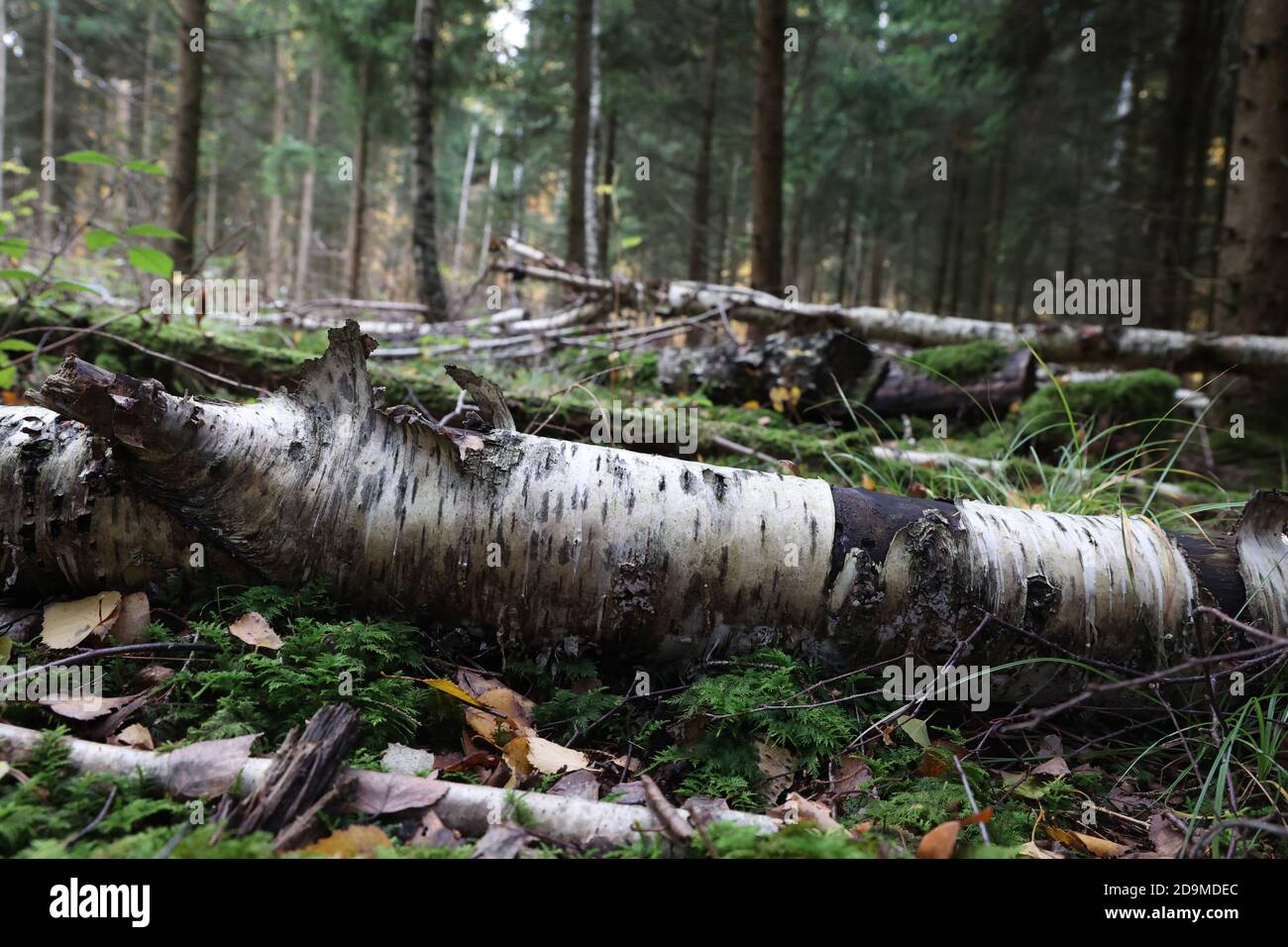 Fallen old birch tree hi-res stock photography and images - Alamy