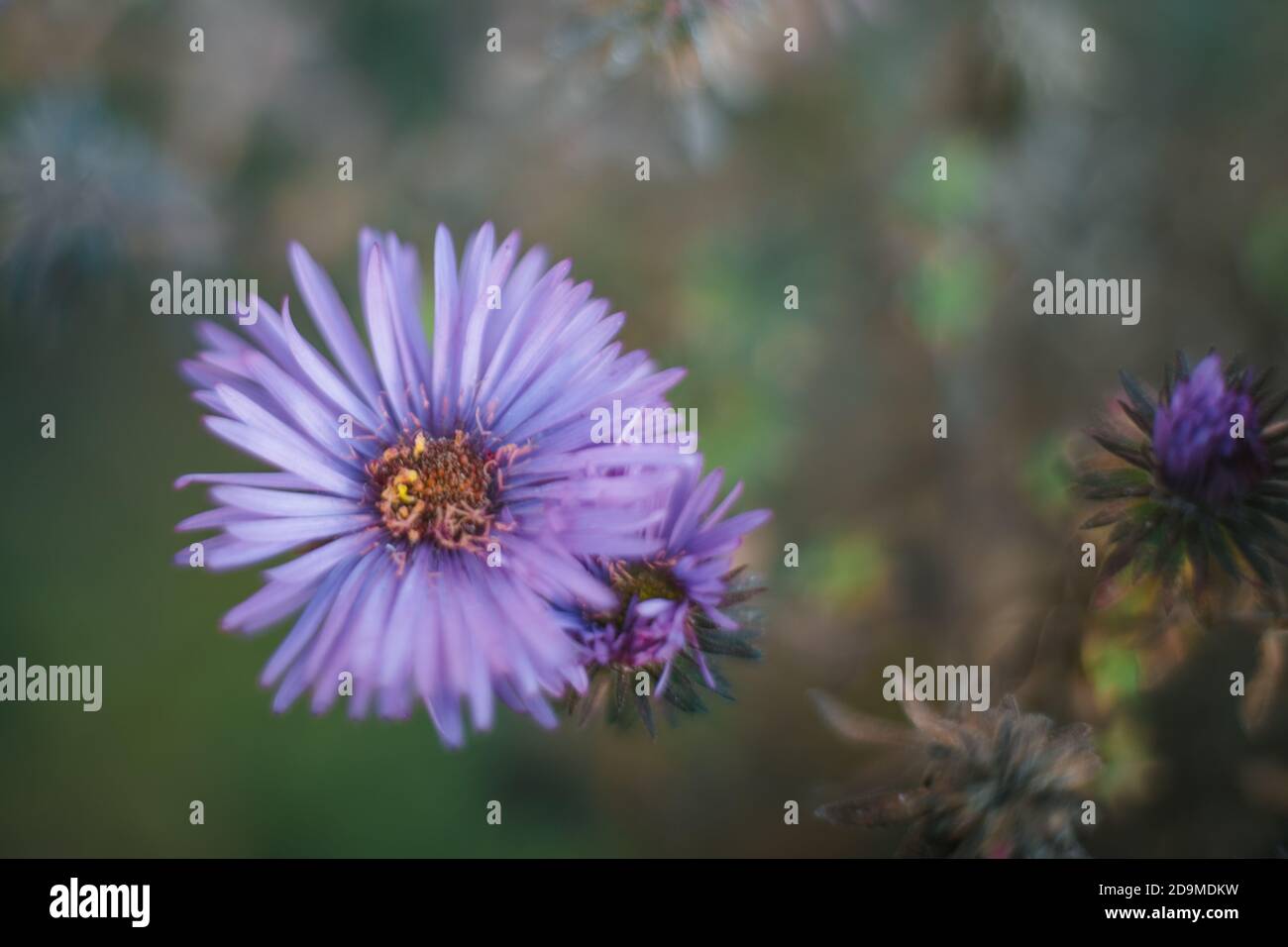 Selective area hi-res stock photography and images - Alamy