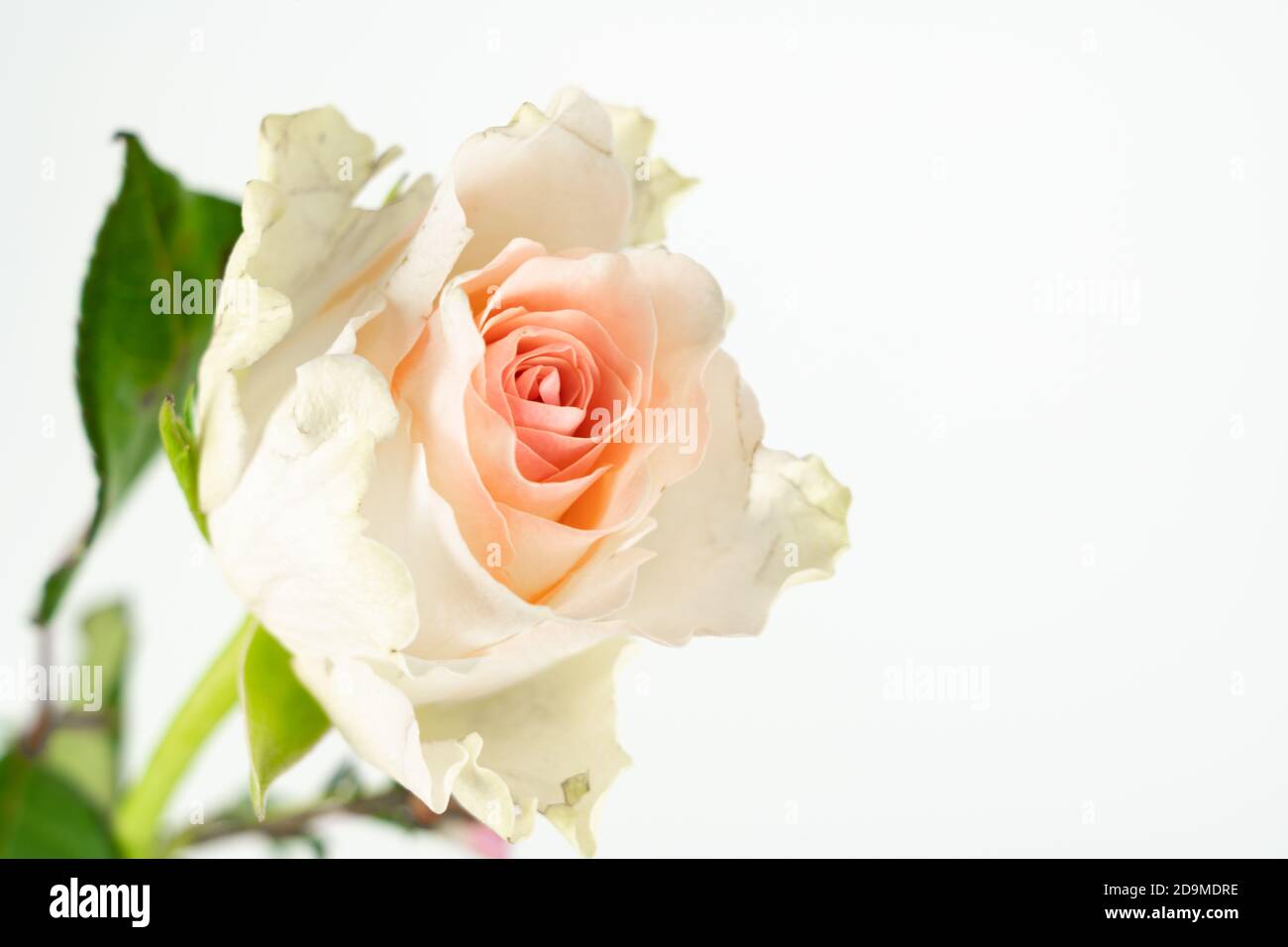 Beautiful pink rose isolated on a white background with copy space ...
