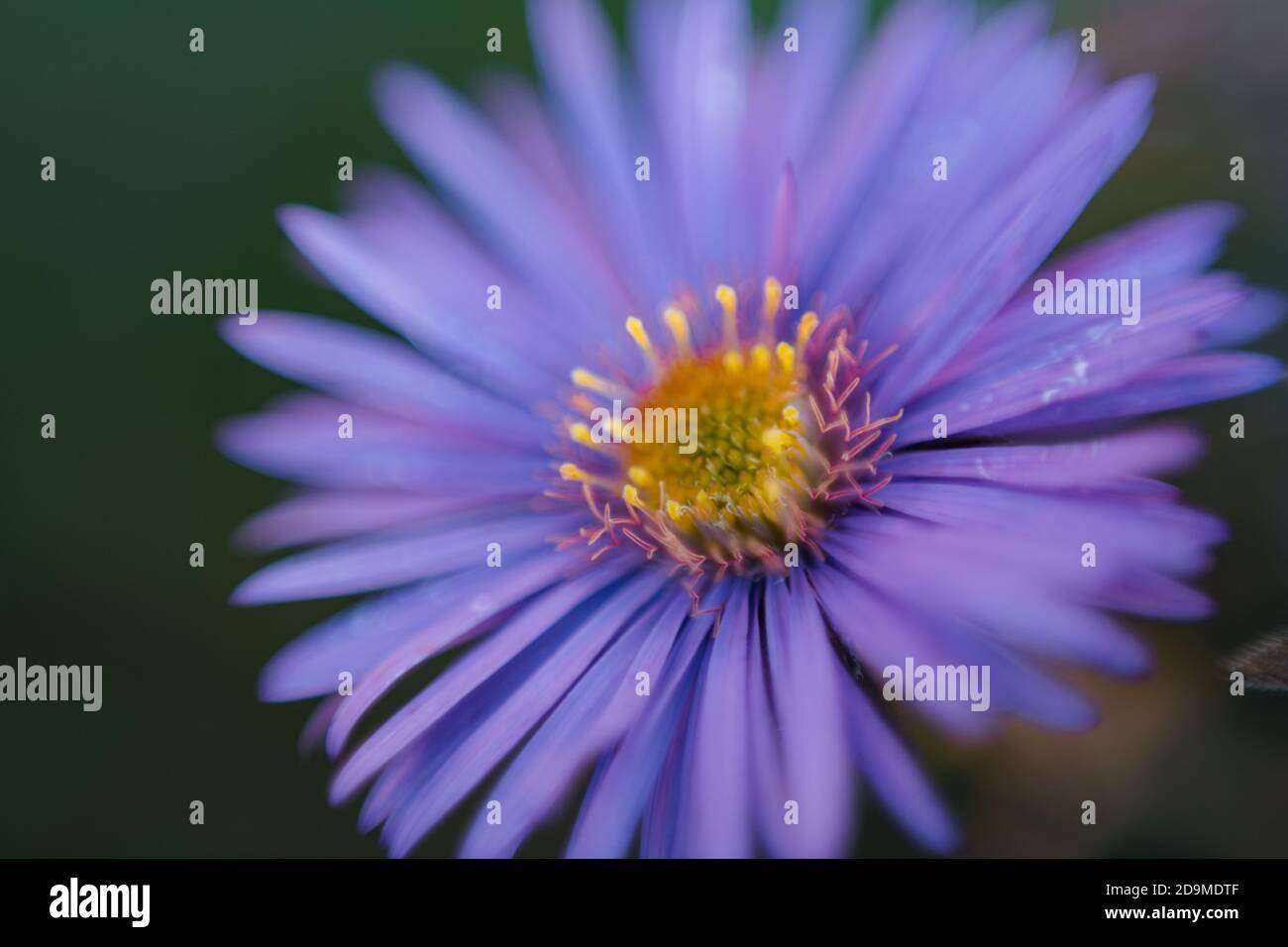 Vignette style photograph hi-res stock photography and images - Alamy