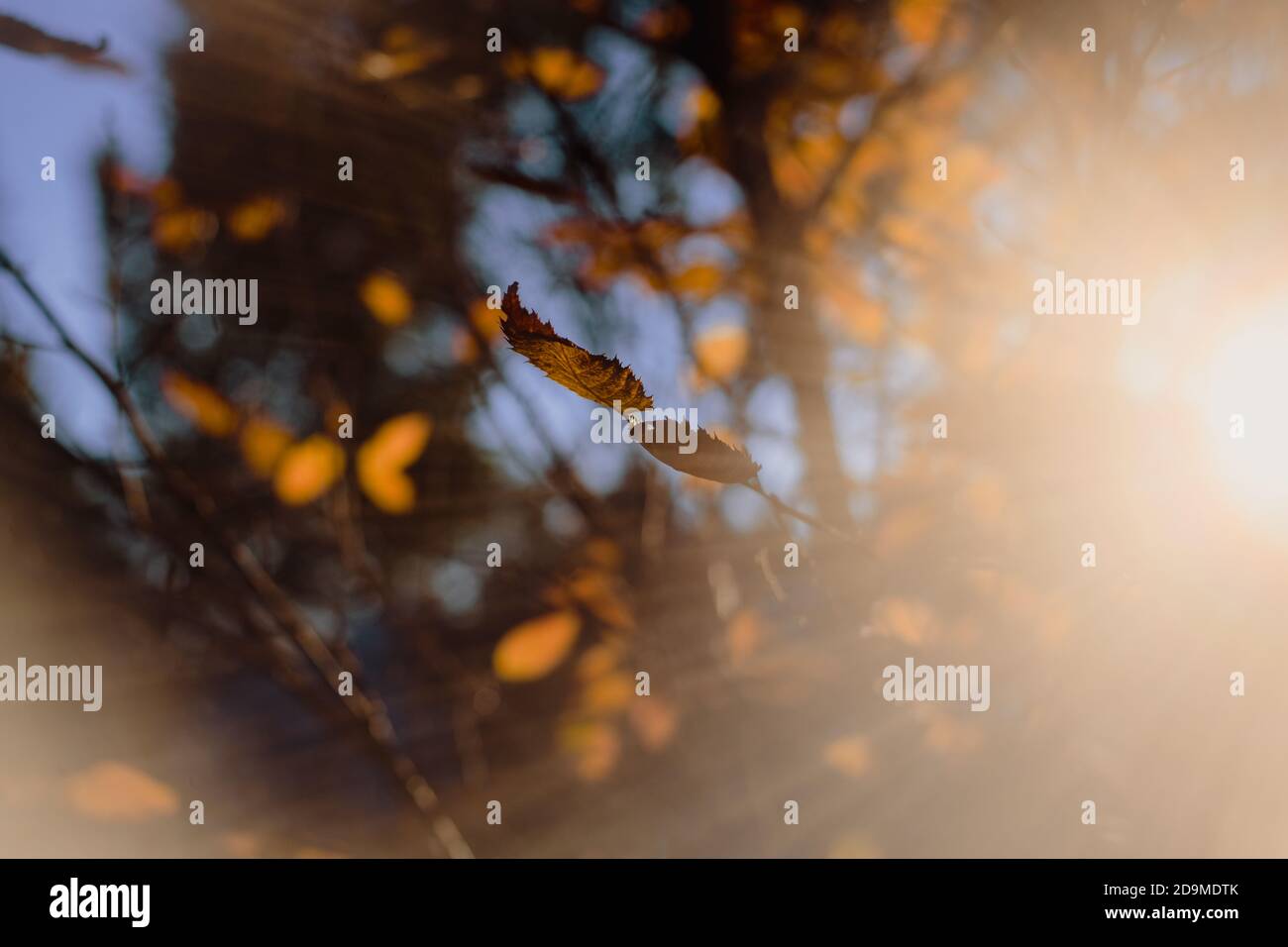 Flare through tree hi-res stock photography and images - Alamy