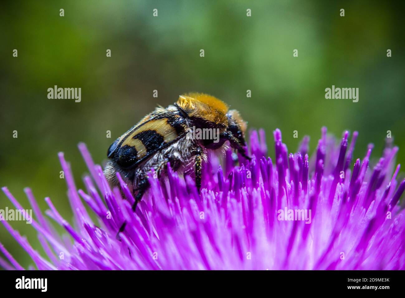 Insects captured with macro lens Stock Photo - Alamy
