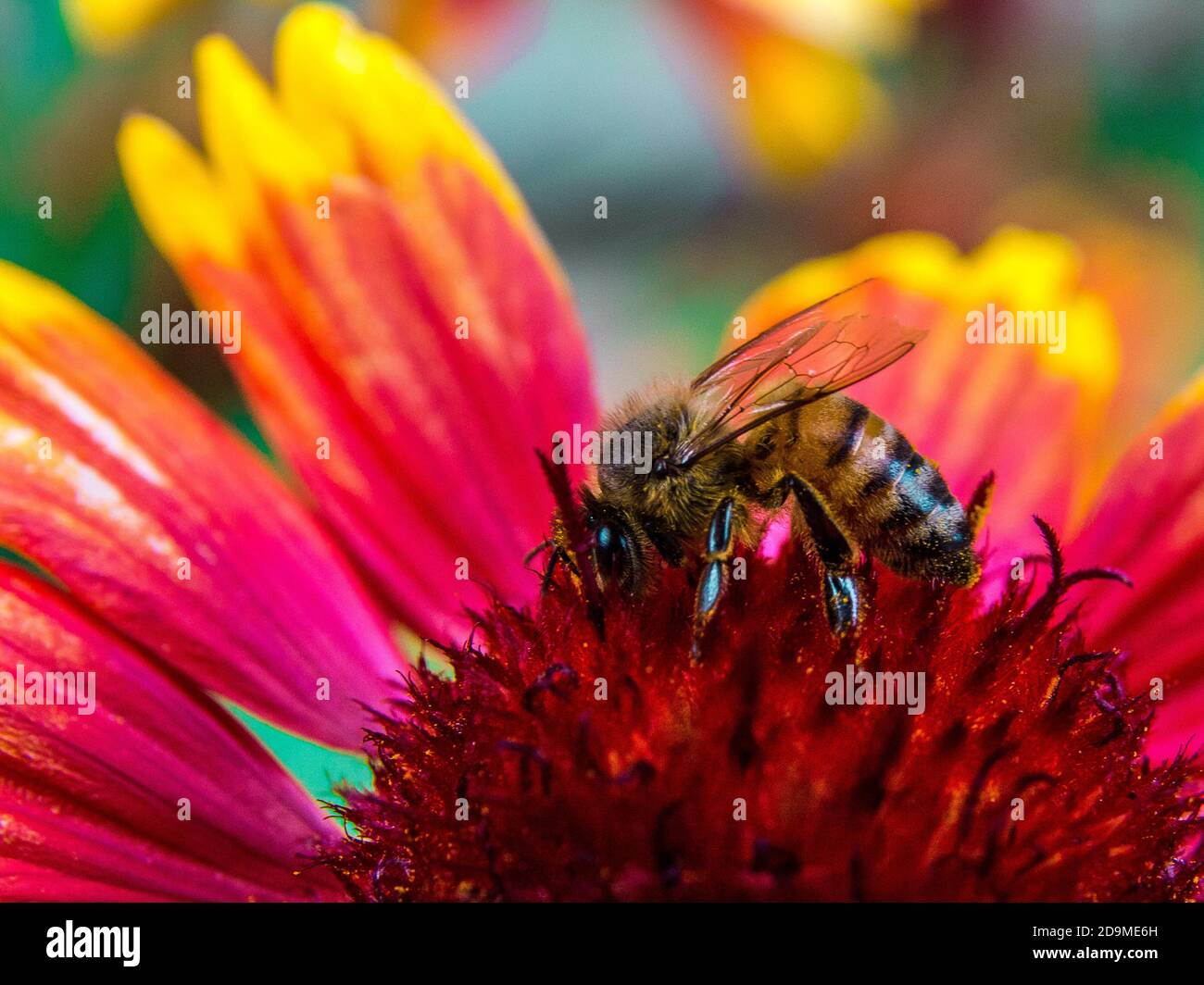 Insects captured with macro lens Stock Photo - Alamy