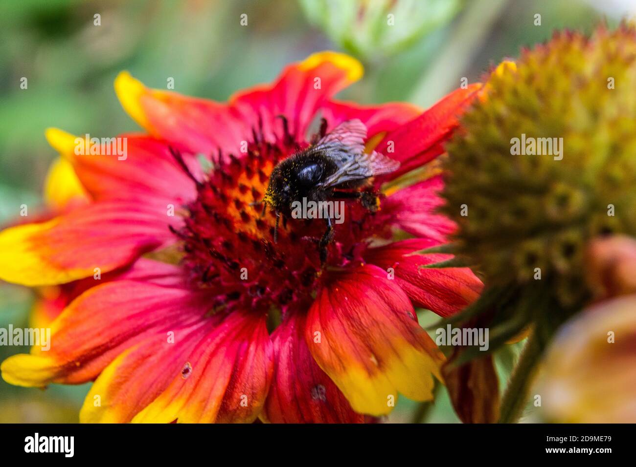 Insects captured with macro lens Stock Photo - Alamy