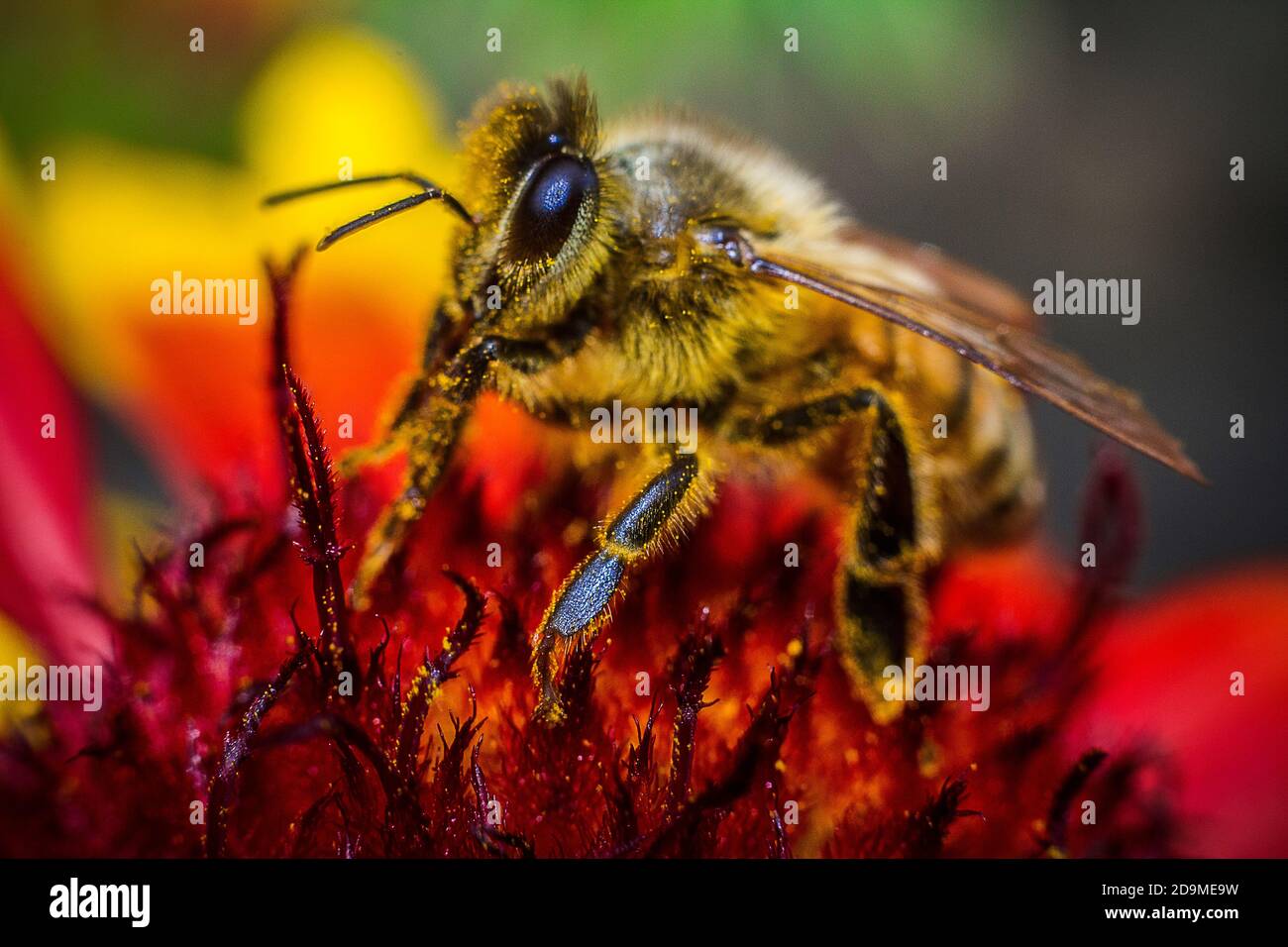 Insects captured with macro lens Stock Photo - Alamy