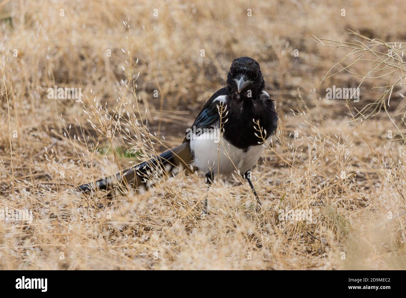 American magpie pica hudsonia hi-res stock photography and images - Alamy