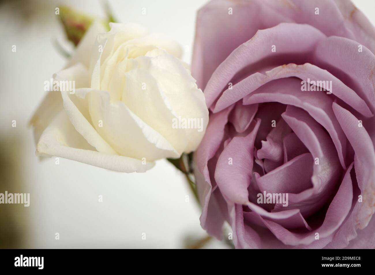 Fragrant roses hi-res stock photography and images - Alamy