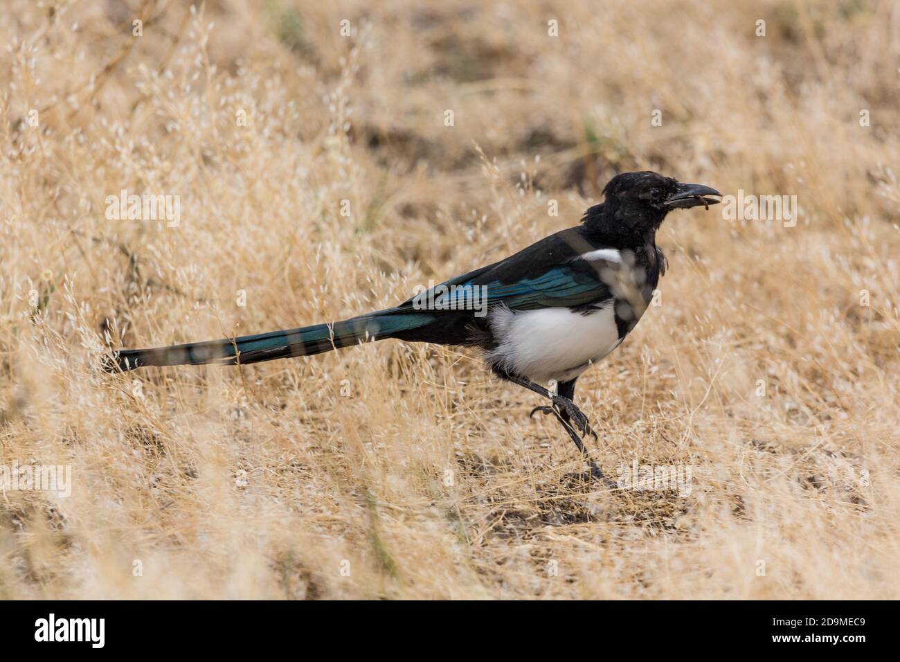 A Black-billed Magpie or American Magpie, Pica hudsonia, catches a worm ...