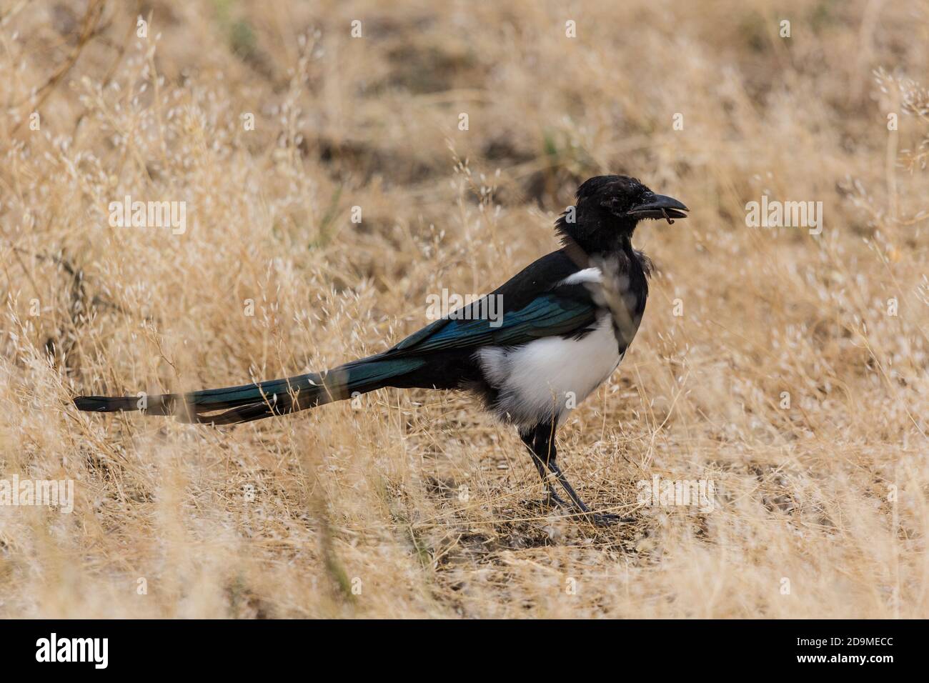 A Black-billed Magpie or American Magpie, Pica hudsonia, catches a worm ...