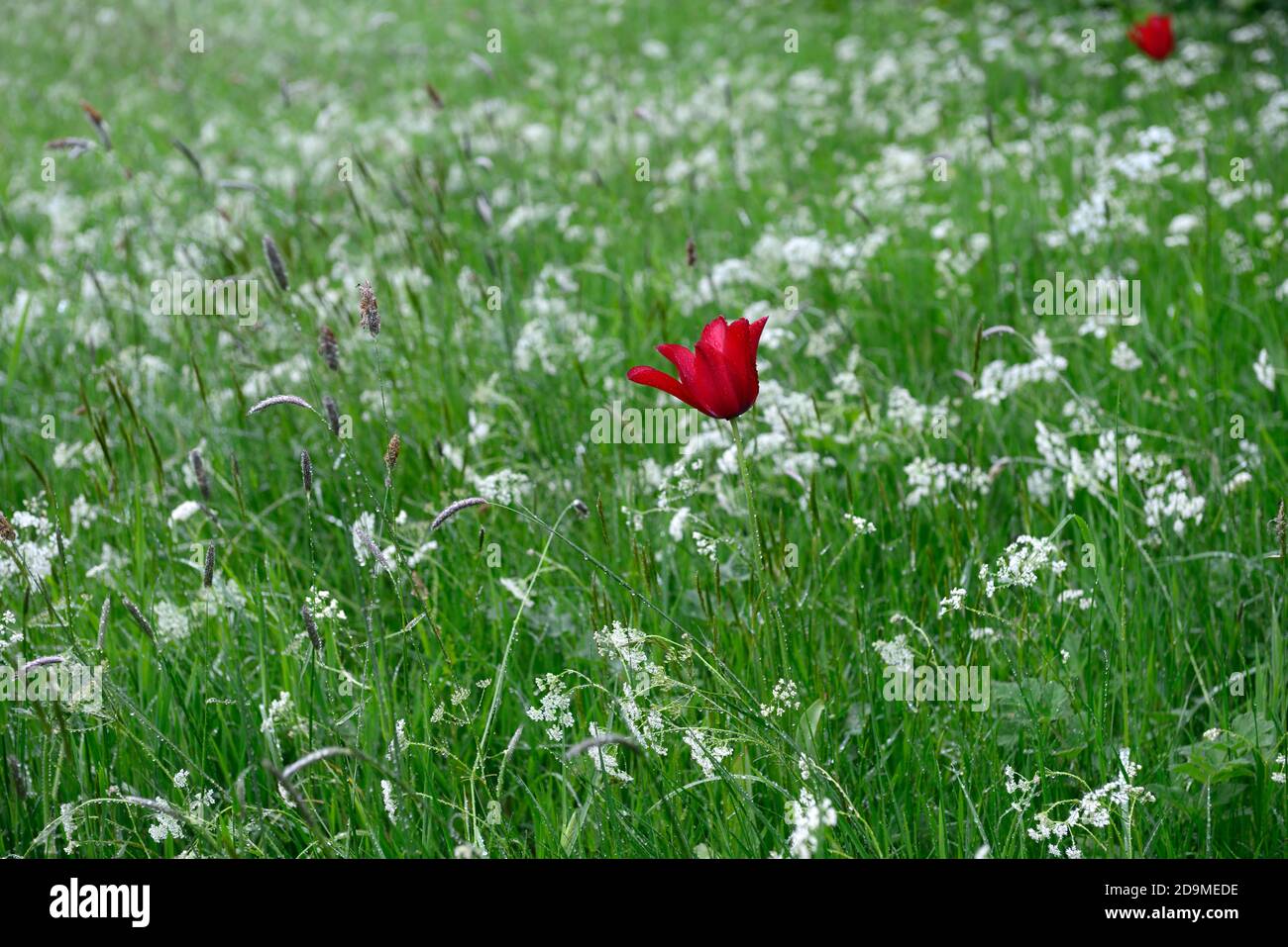 Tulip aximensis,Tulipa aximensis,red flowers,ammi,wildflower meadow ...