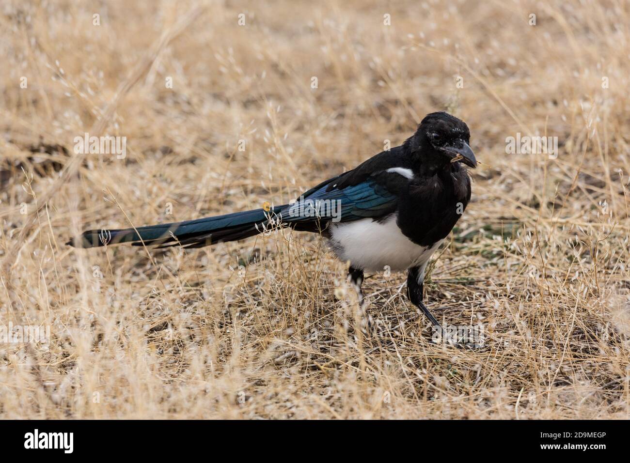 A Black-billed Magpie or American Magpie, Pica hudsonia, catches a ...