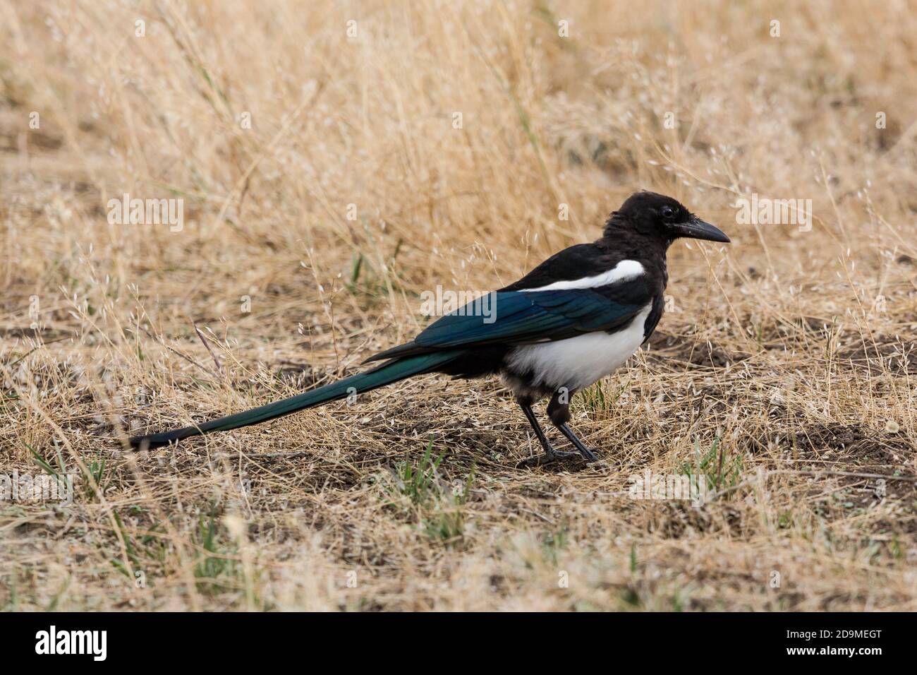 Pica pica hunting hi-res stock photography and images - Alamy