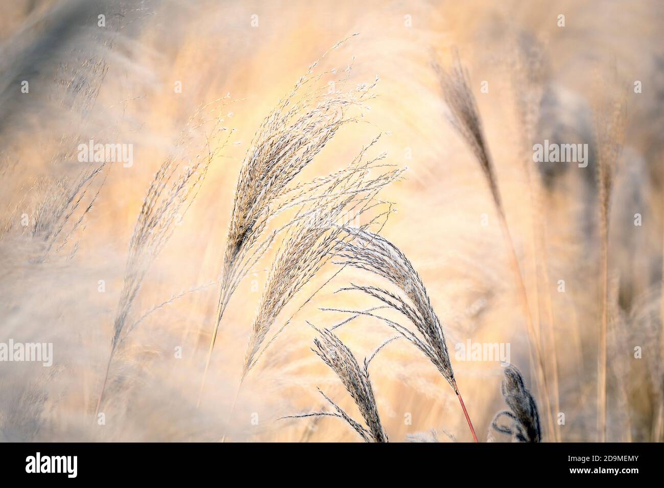 Reed, gras-like plants of Costa Brava. Girona Stock Photo - Alamy