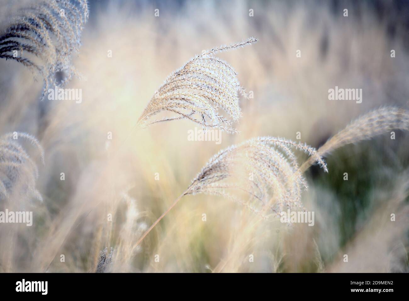 Reed, gras-like plants of Costa Brava. Girona Stock Photo - Alamy