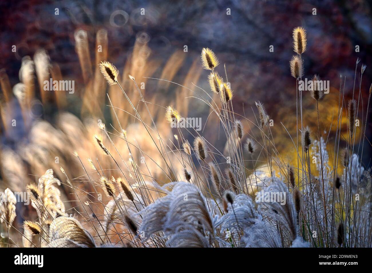 Reed, gras-like plants of Costa Brava. Girona Stock Photo - Alamy