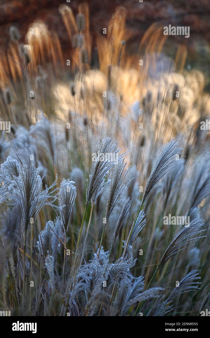 Reed gras hi-res stock photography and images - Alamy