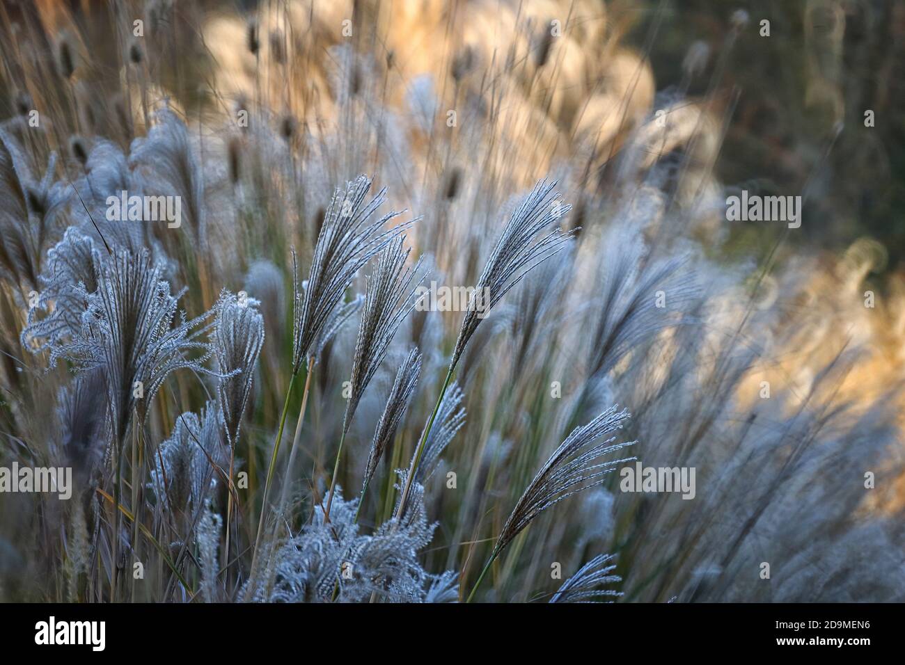 Reed, gras-like plants of Costa Brava. Girona Stock Photo - Alamy