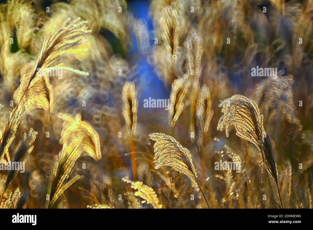 Reed gras hi-res stock photography and images - Alamy