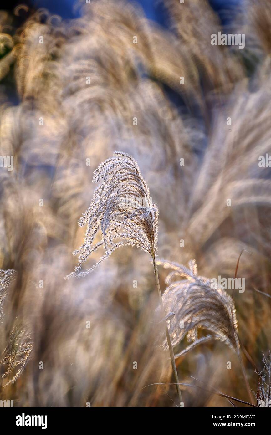 Reed, gras-like plants of Costa Brava. Girona Stock Photo - Alamy