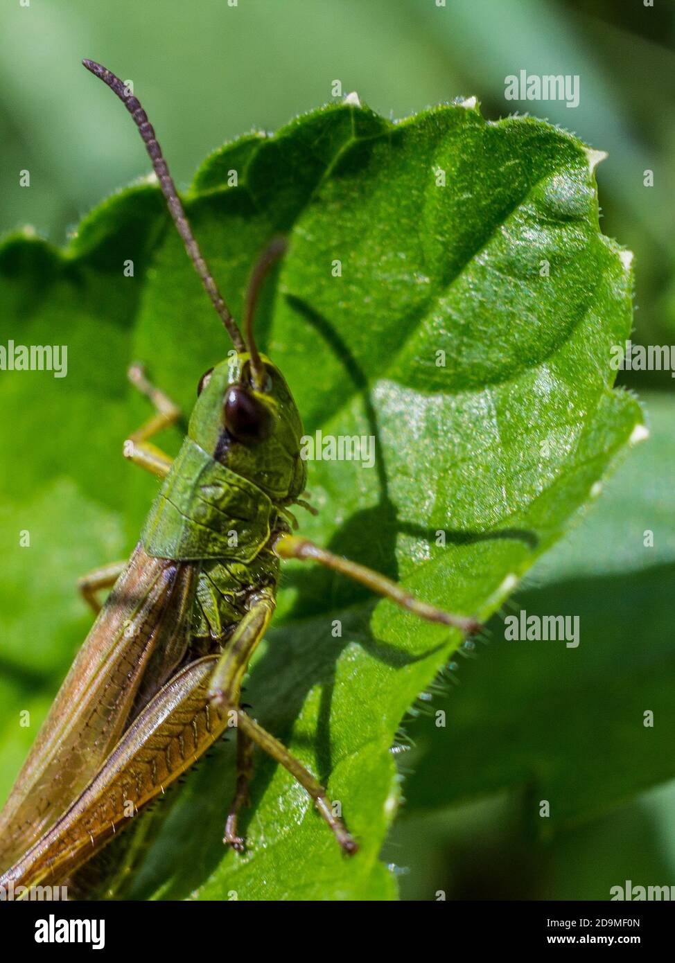 Insects captured with macro lens Stock Photo - Alamy