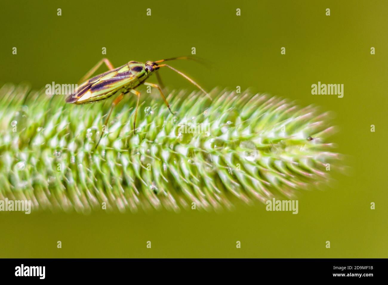 Insects captured with macro lens Stock Photo - Alamy