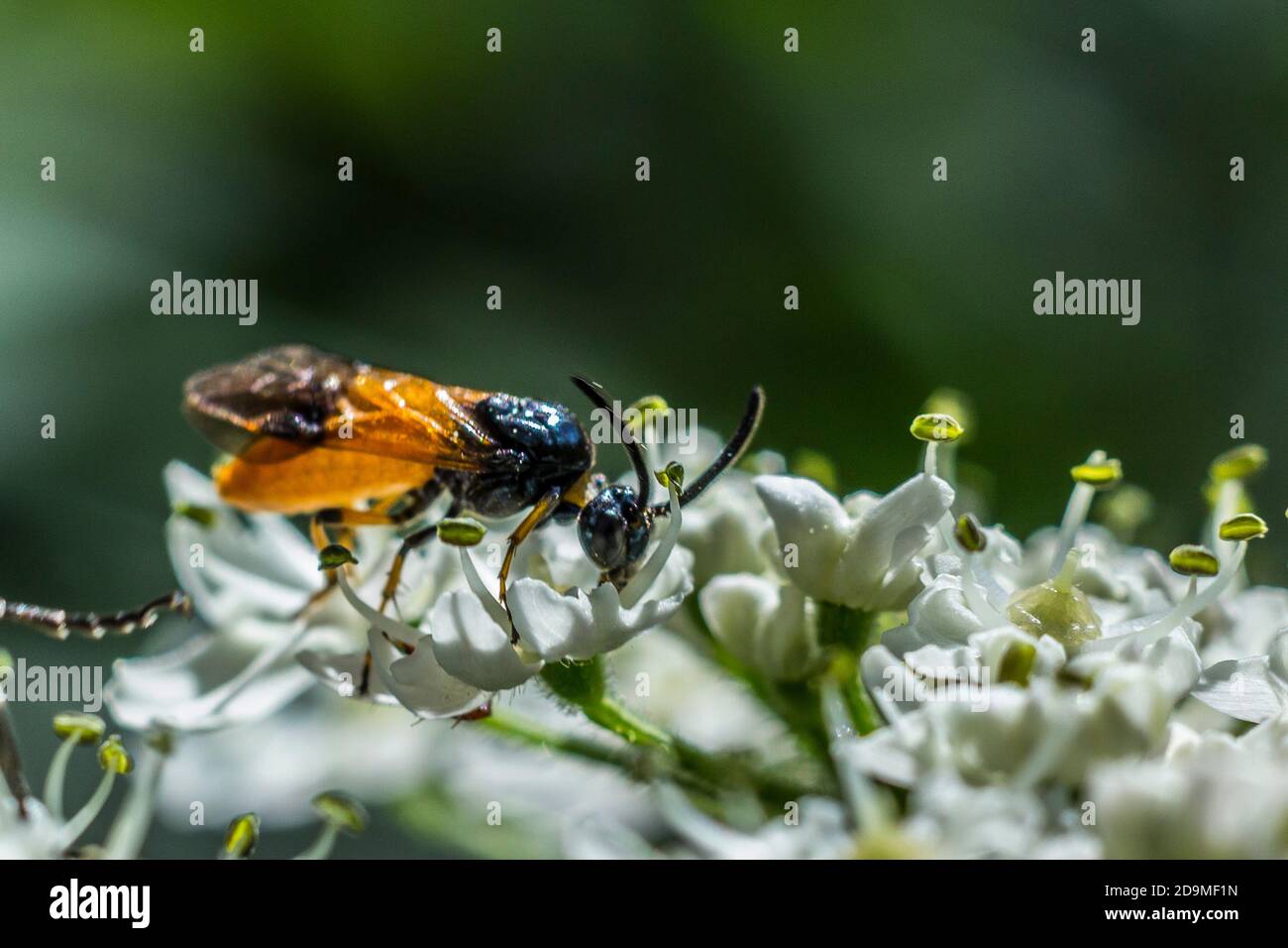 Insects captured with macro lens Stock Photo - Alamy