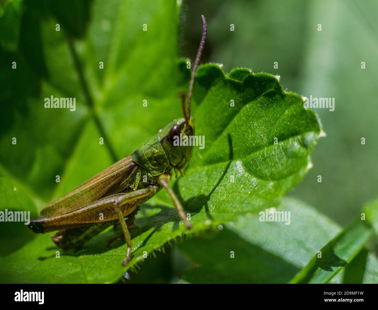 Insects captured with macro lens Stock Photo - Alamy