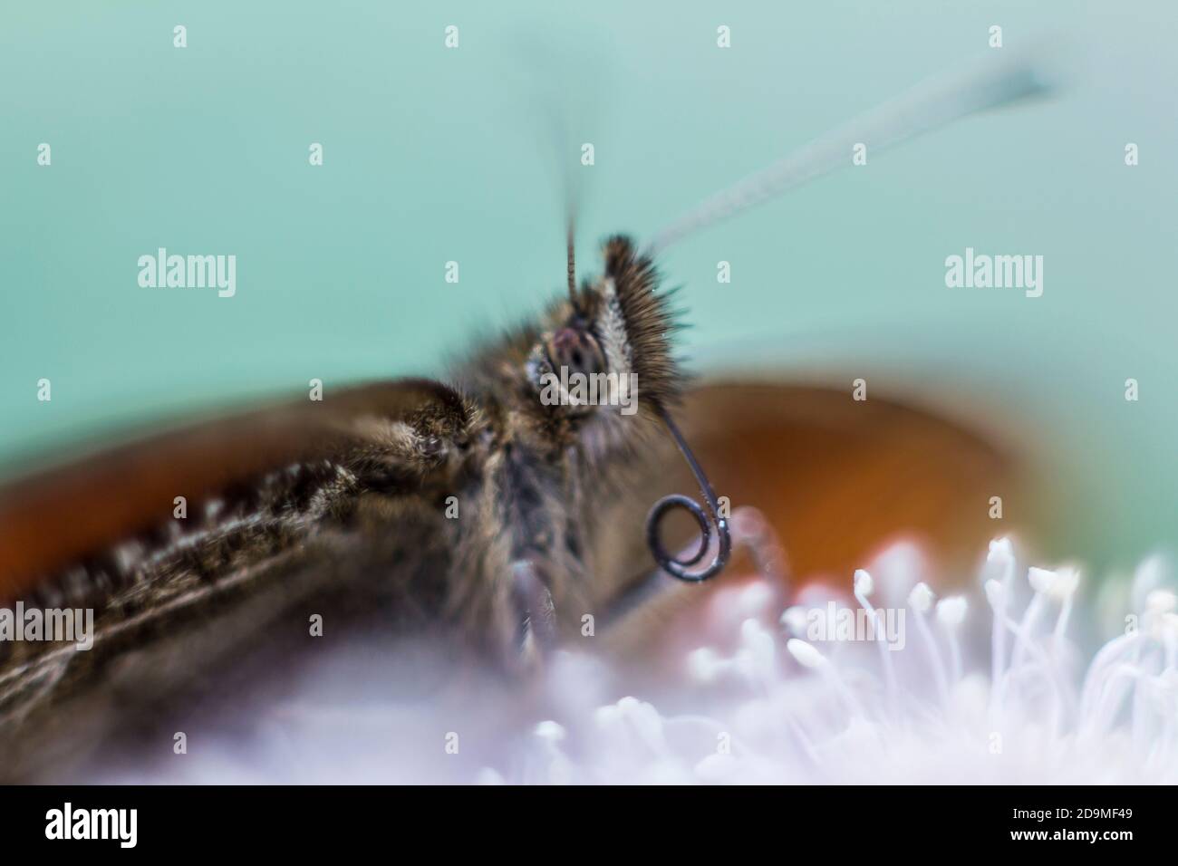 Insects captured with macro lens Stock Photo - Alamy