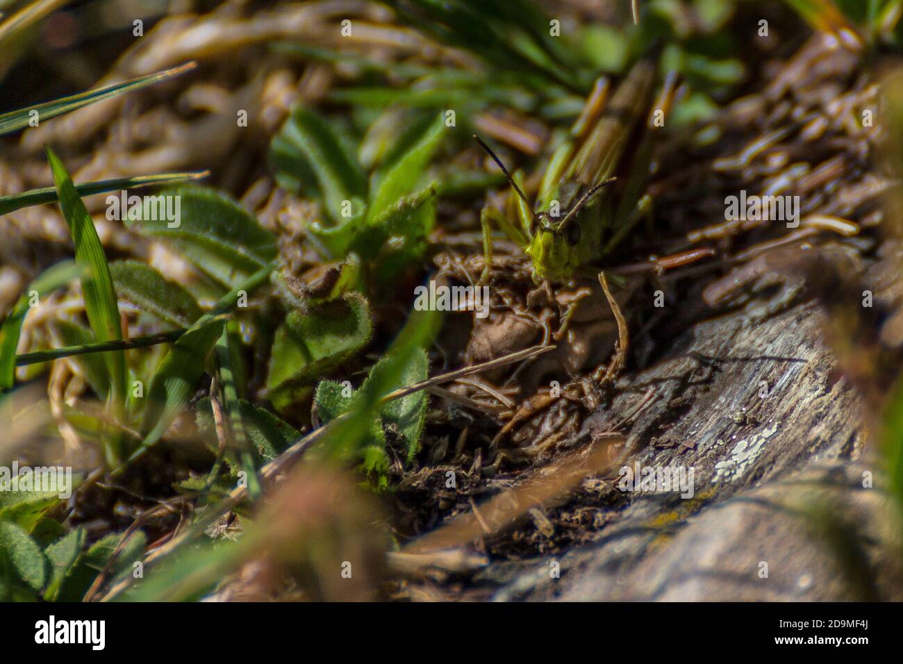 Insects captured with macro lens Stock Photo - Alamy
