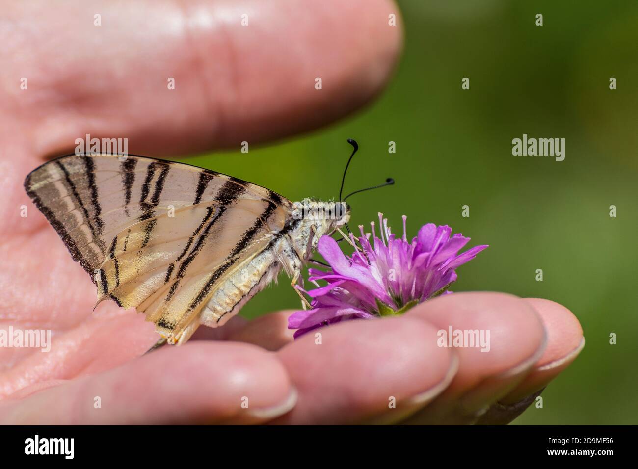 Insects captured with macro lens Stock Photo - Alamy