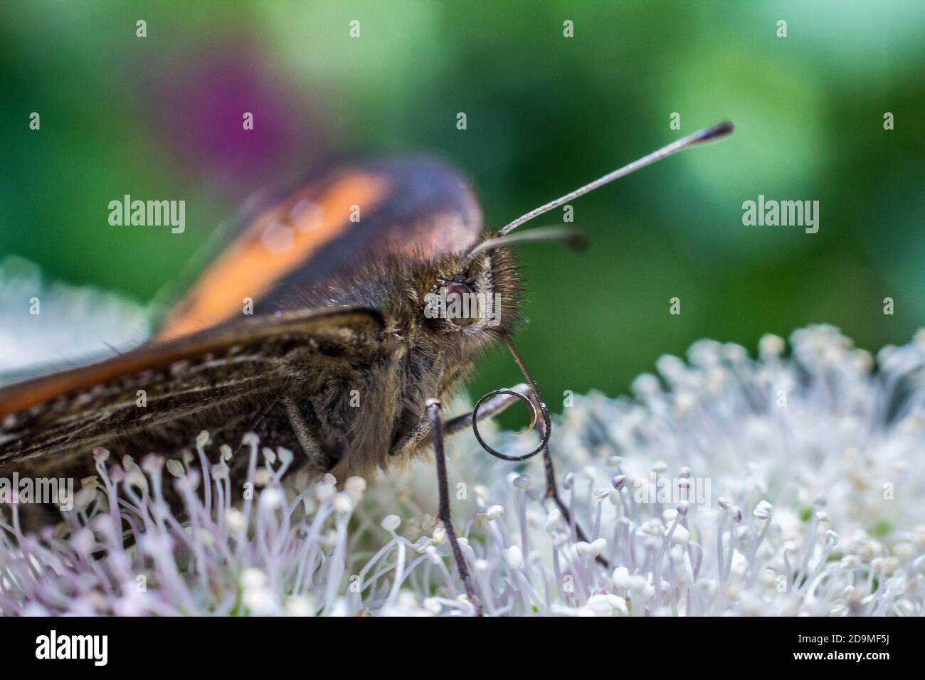 Insects captured with macro lens Stock Photo - Alamy