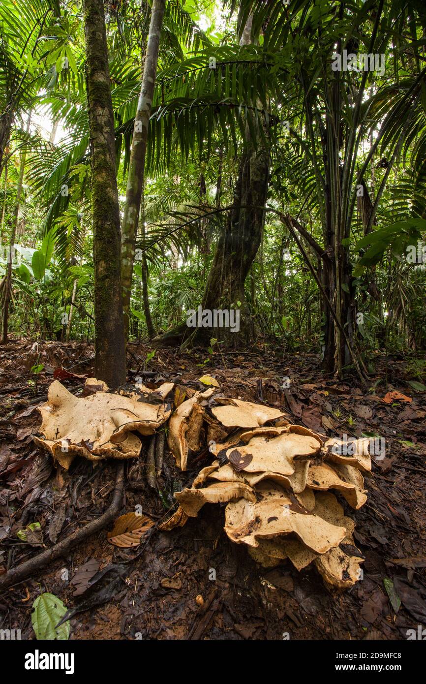 A large fungus, more than 1 meter across, growing on the forest floor ...