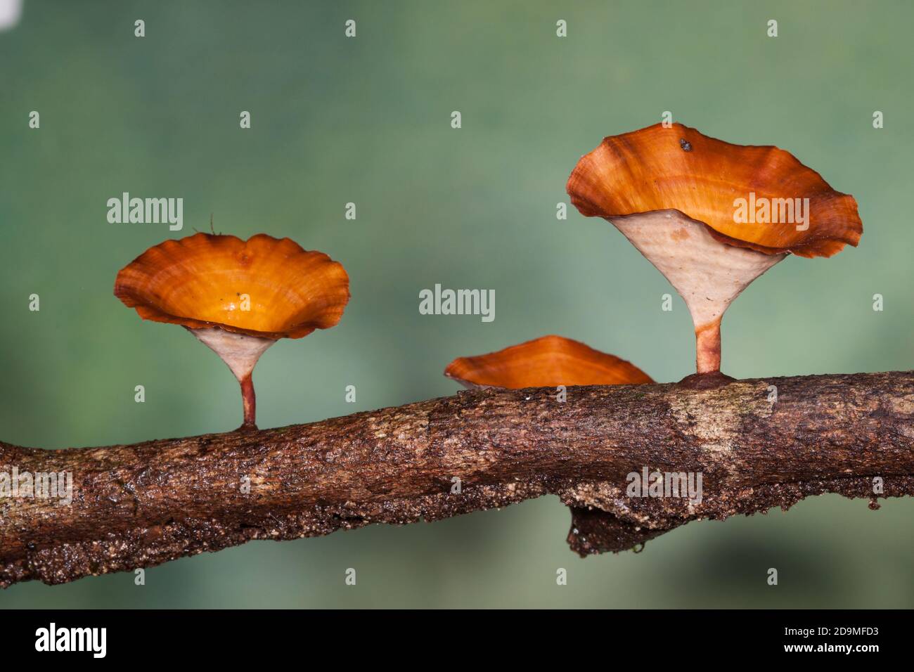 Mushrooms growing on a dead tree branch in the humid rainforest of ...