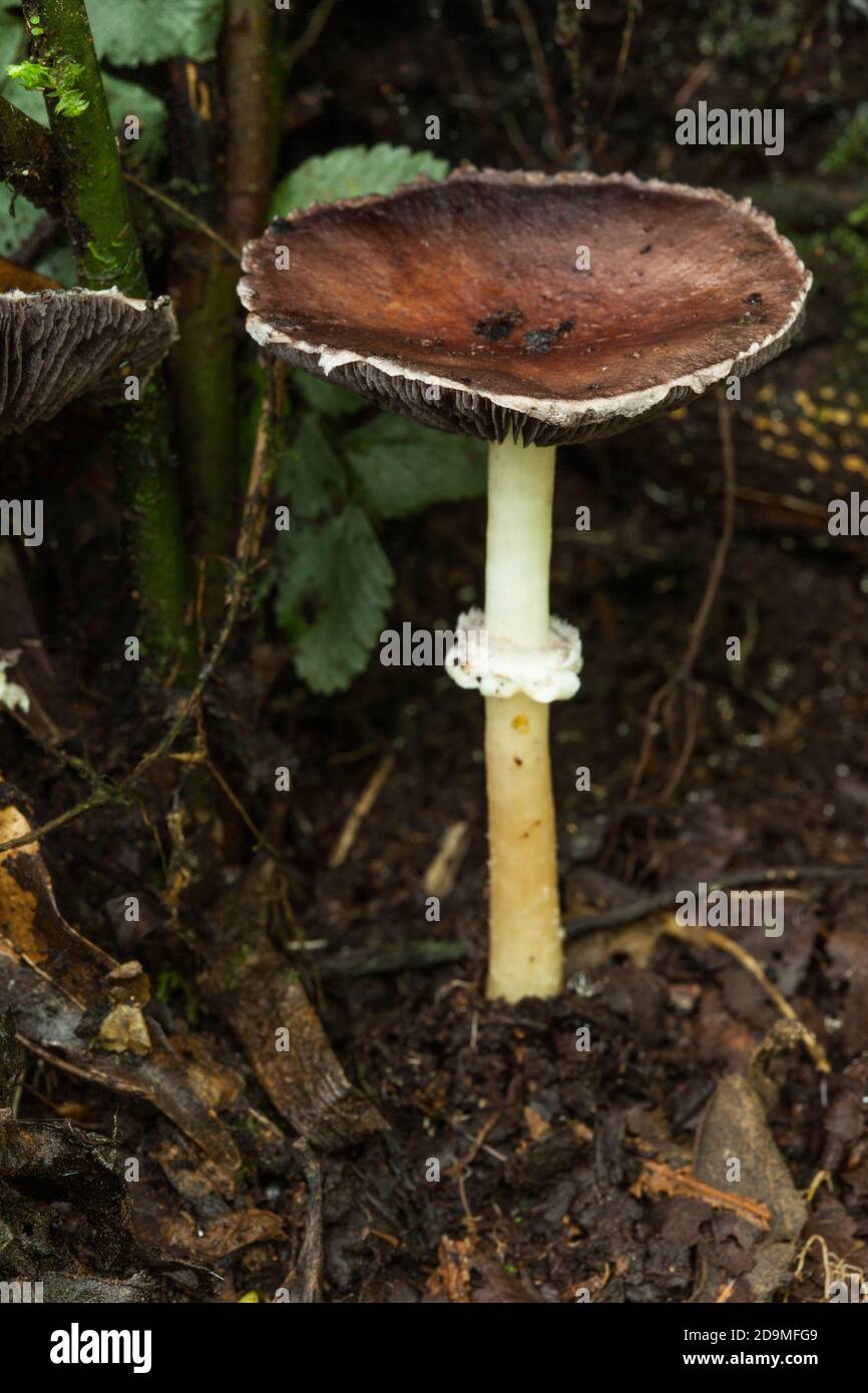 A poisonous mushroom growing on the forest floor of the humid ...