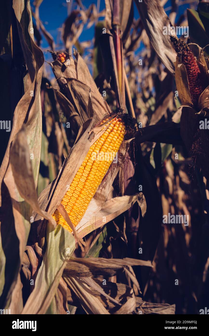 Exterior husk hi-res stock photography and images - Alamy