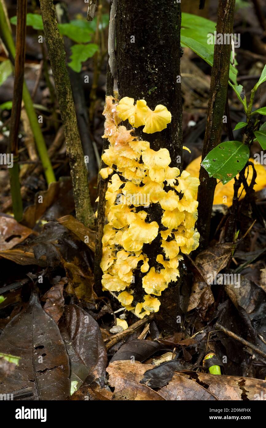 Colorful yellow polypores or shelf fungi on a tree trunk in the rain ...