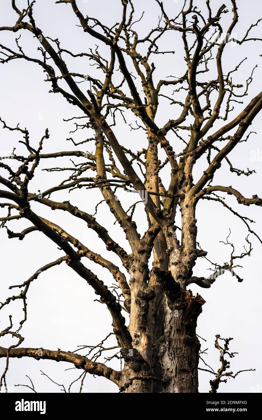 Portrait image of dead old English oak tree, Quercus robur, against ...