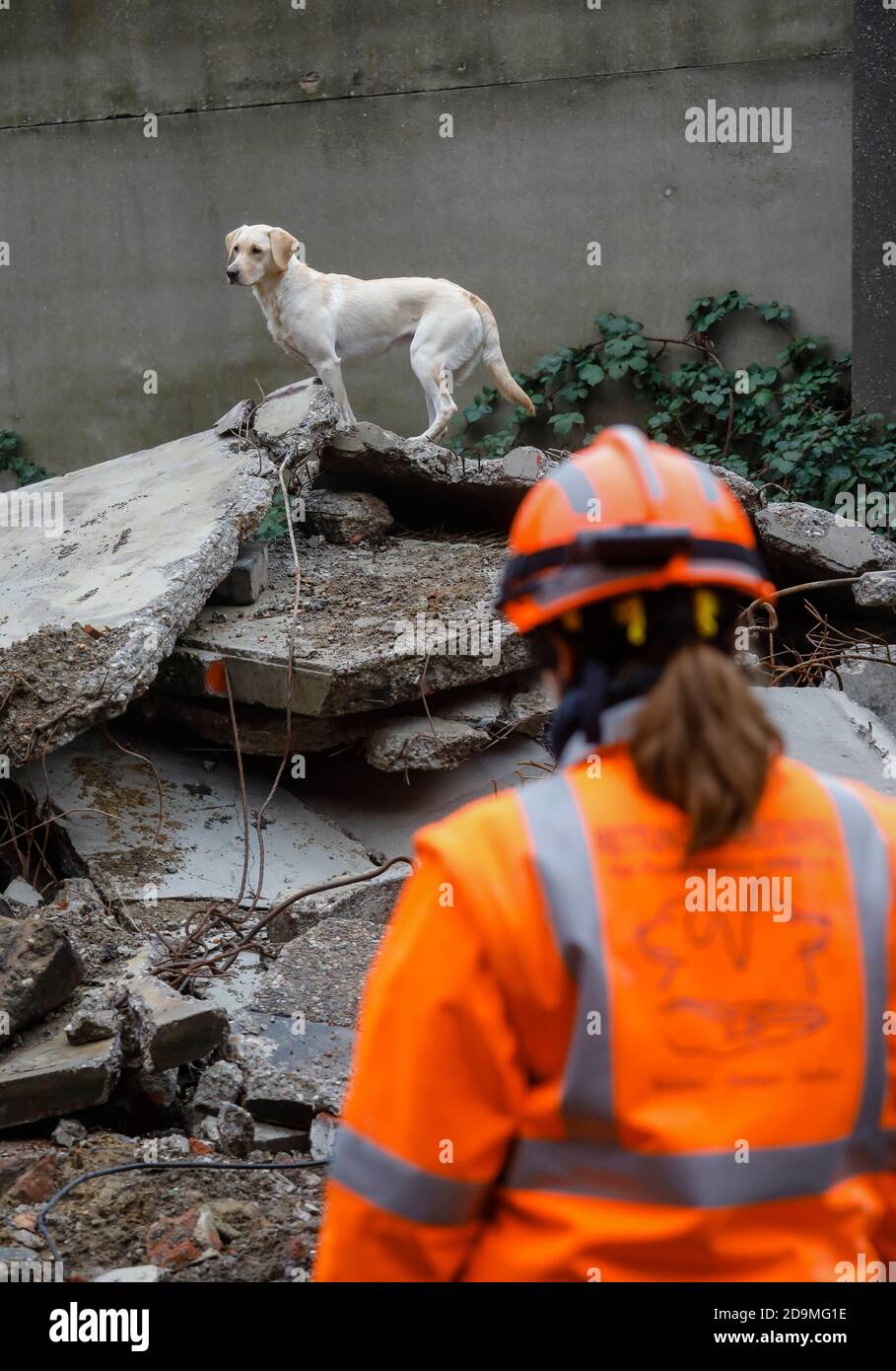 Search and rescue dog hi-res stock photography and images - Alamy