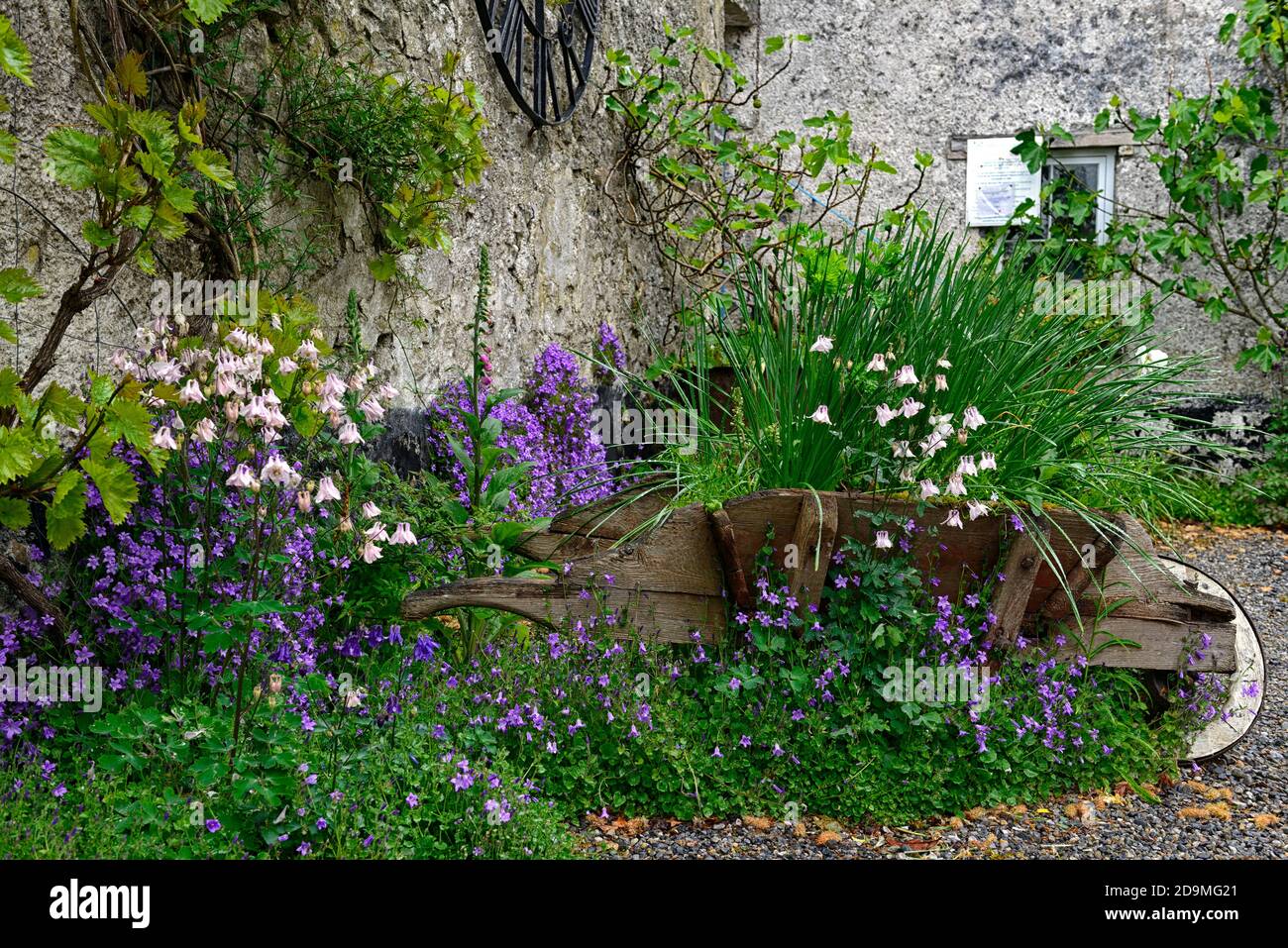 wooden wheelbarrow plant display,planter,feature,Aquilegia vulgaris ...
