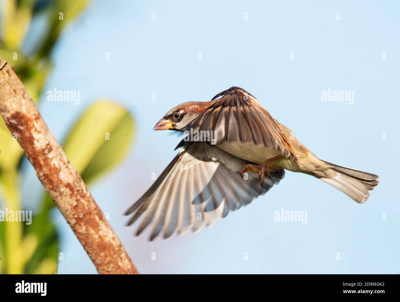 House Sparrow, over a British Garden, Autumn 2020 Stock Photo - Alamy